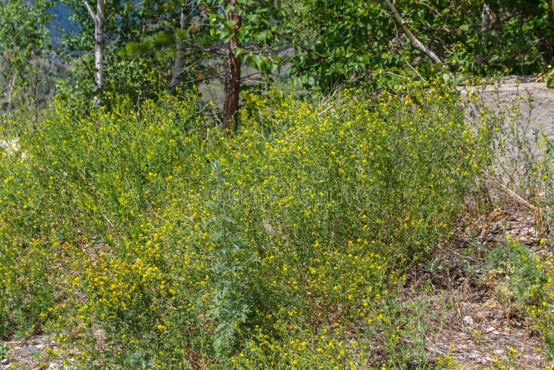 Mountain Herbage. Wild Grass Stock Photo - Image of flower, summer ...