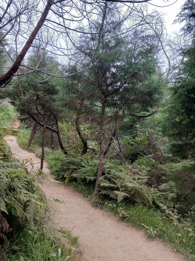 Mountain Hiking Trail in the Middle of the Forest and Surrounded by ...
