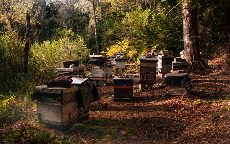 Mountain Honey. Traditional Beekeeping in the Forest Stock Photo ...