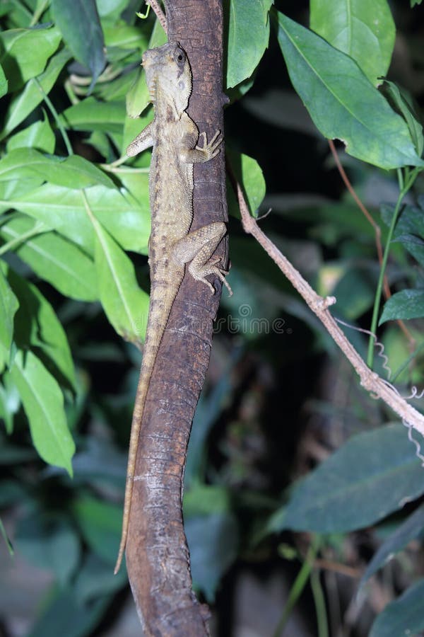Mountain horned dragon stock image. Image of lizard - 106989763