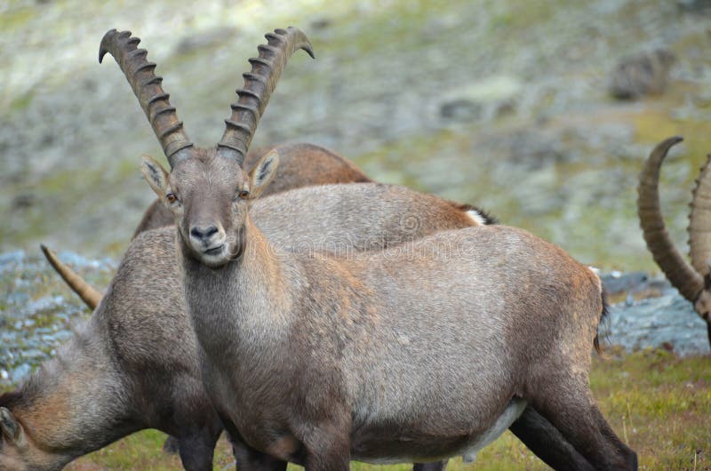 Mountain ibex stock image. Image of grazing, ibex, grass - 26742293