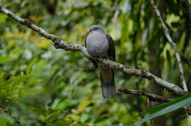 Mountain Imperial Pigeon Ducula Badia Stock Photo - Image of jungle ...