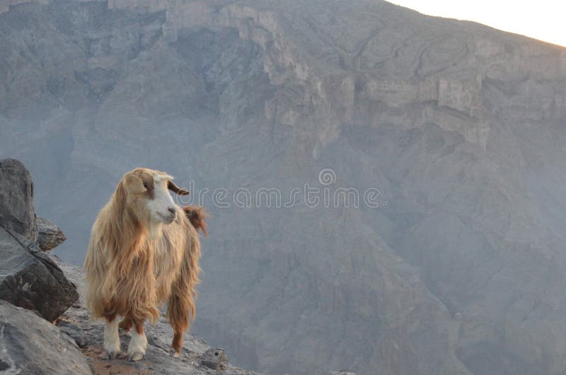 Mountain jabal shams stock photo. Image of oman, sunshine - 174418902