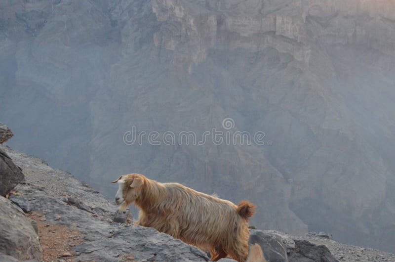 Mountain jabal shams stock image. Image of jabal, sheep - 174419241