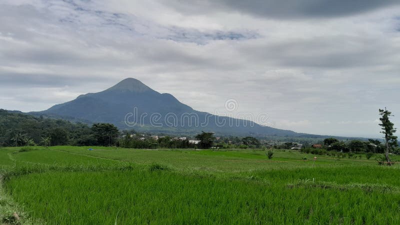 Mountain Java Oryza Sativa Green Stock Photo - Image of green, jaoryza ...