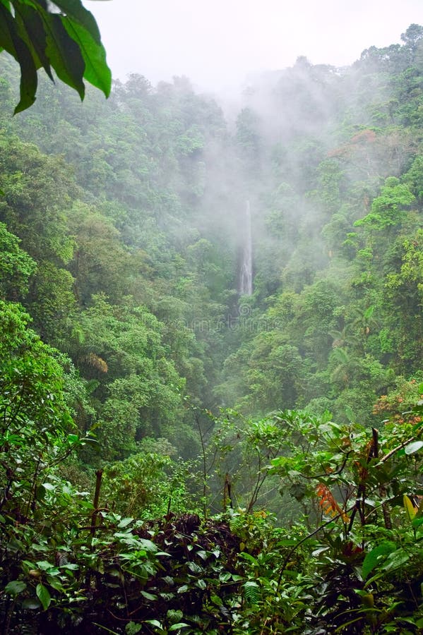 Mountain jungle stock photo. Image of landscape, forest - 13679184