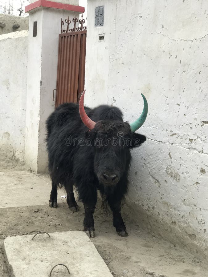 King Yaq Stock Photos - Free & Royalty-Free Stock Photos from Dreamstime