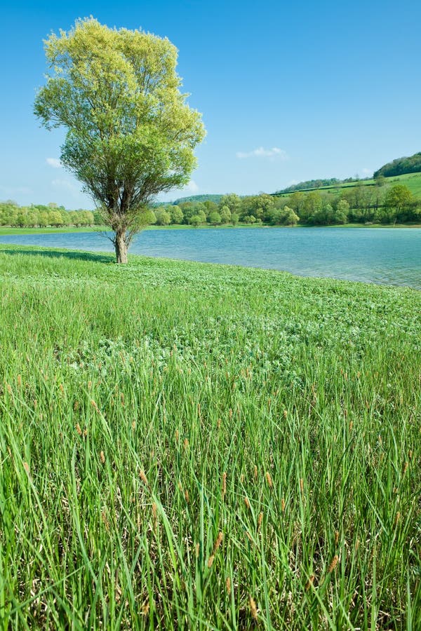 Mountain Lake with Green Meadow Stock Image - Image of clean, water ...