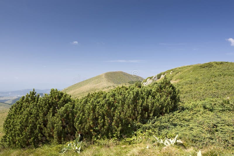 Holly Tree in the Irish Landscape Stock Image - Image of river, stream ...