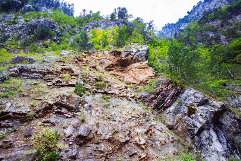 Mountain Landscape. Bottom View of Green Trees Growing on Steep Cliff ...