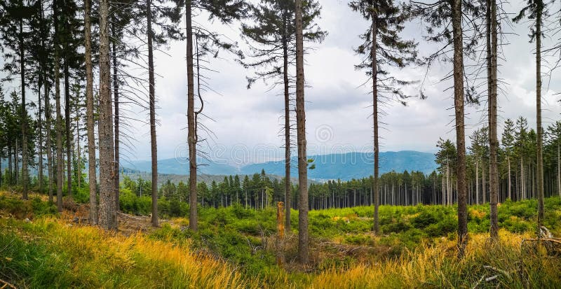 Mountain Landscape with Bushes and Thin High Trees Stock Photo - Image ...