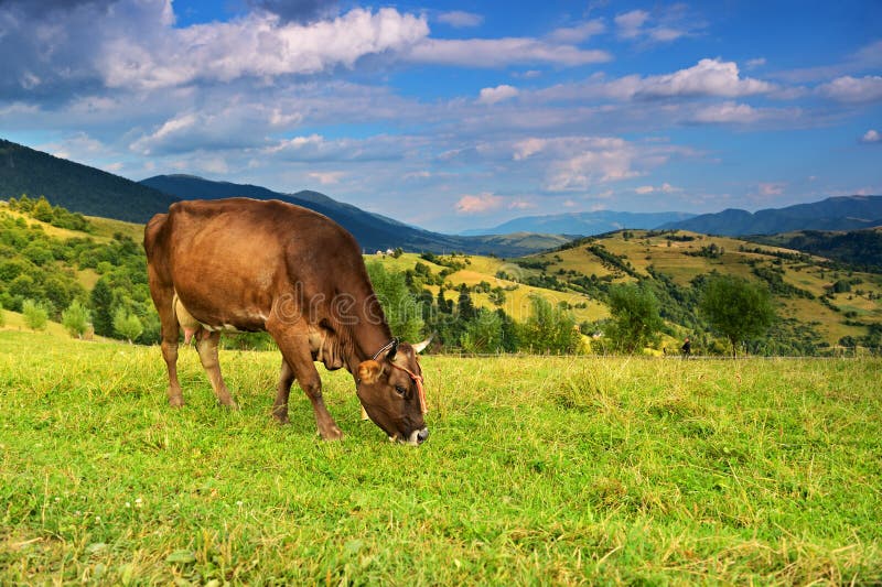 Mountain landscape stock image. Image of fauna, agriculture - 33265163