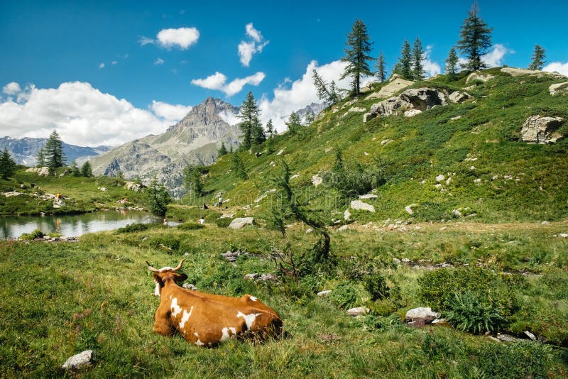Mountain Landscape, Cow Lying on the Grass in a Beautiful Sunny Day ...