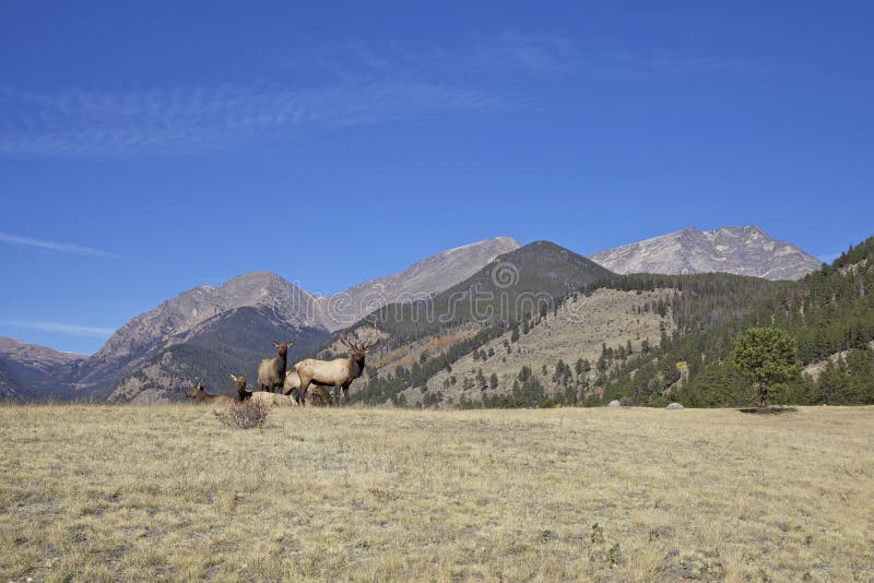 Mountain Landscape and Elk stock photo. Image of wildlife - 27843696