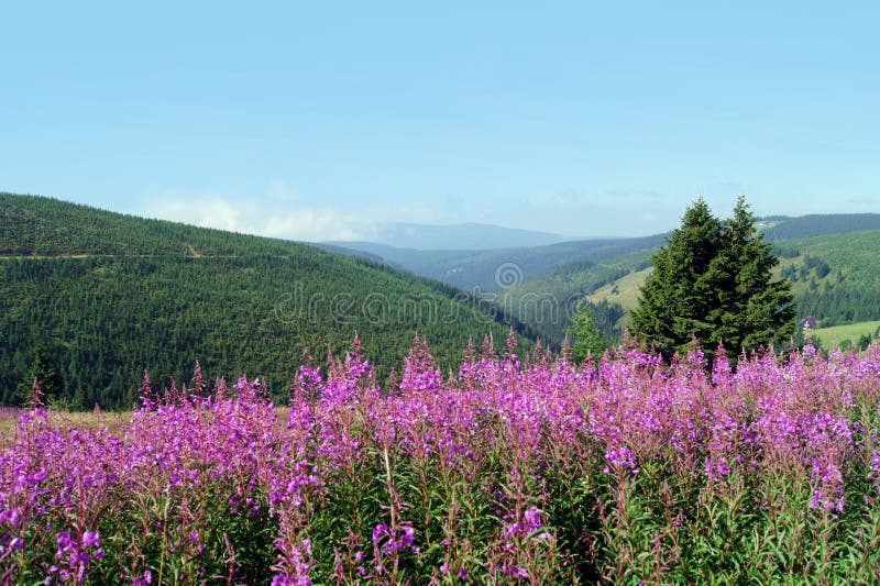 Fireweed & mountain stock photo. Image of fireweed, spring - 20542