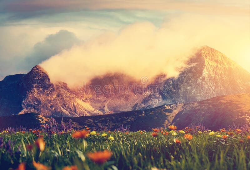 Mountain Landscape with Flowers Field at Sunset Stock Image - Image of ...
