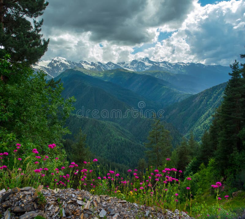 Mountain Landscape with Flowers on Foreground Stock Photo - Image of ...