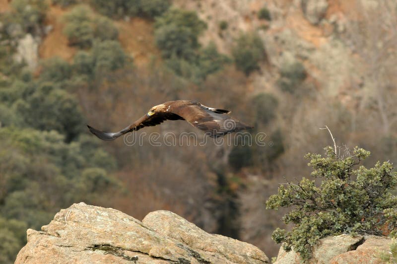Mountain Landscape with Golden Eagles Flying Stock Photo - Image of ...