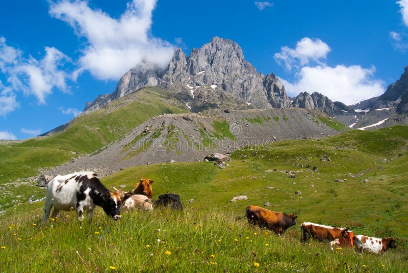 Mountain Landscape with Grazing Cows Stock Photo - Image of mountains ...