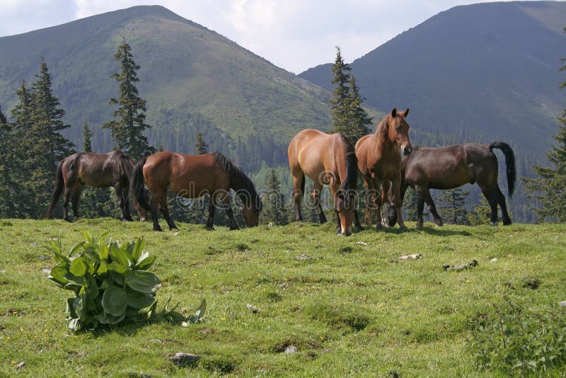 Mountain Landscape with Horses Stock Photo - Image of mountain, farm ...