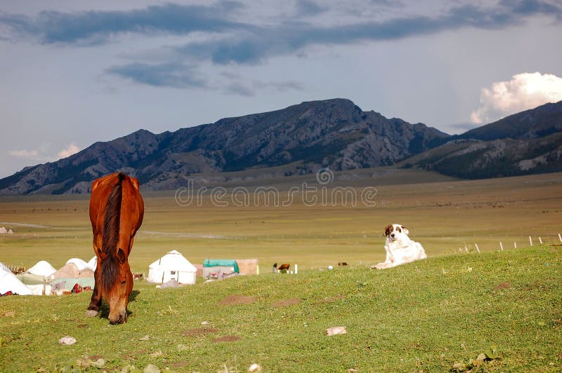 Mountain Landscape with Horses on the Field Editorial Photography ...