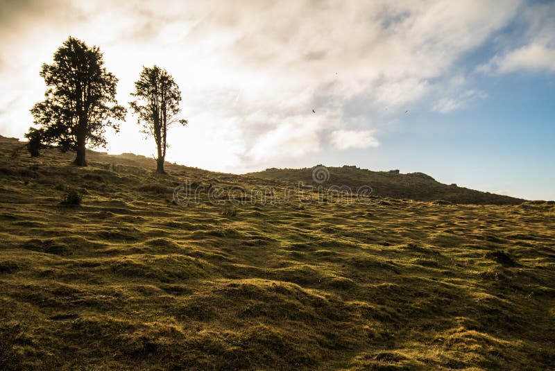 Mountain Landscape Pasture Trees in Sunlight Sunset Stock Photo - Image ...