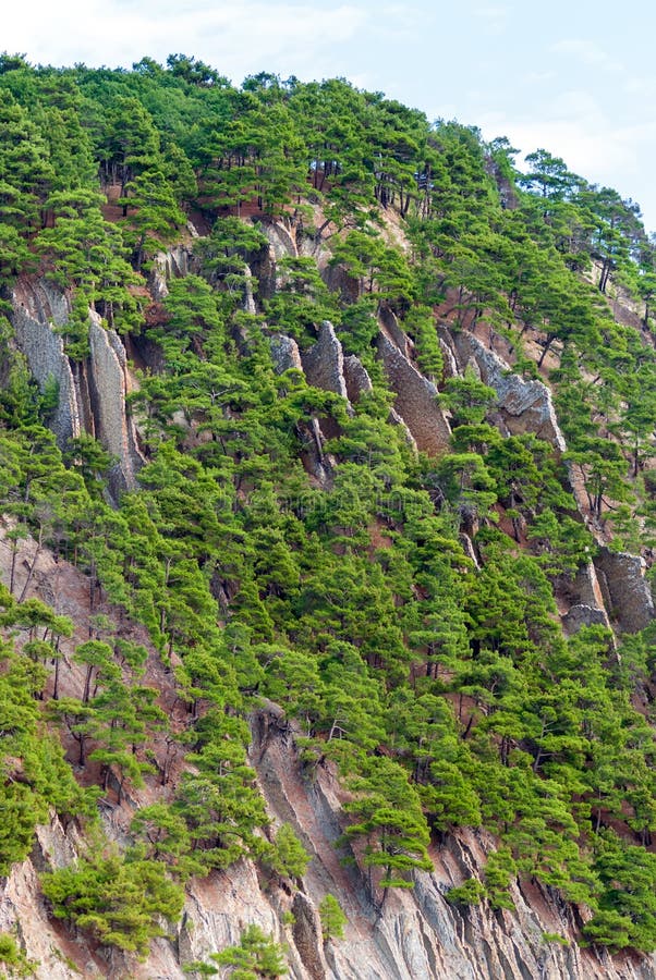 Mountain Landscape. Pine Trees Grow on the Slopes of the Mountains ...