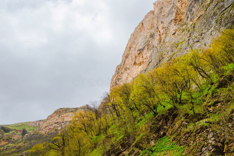 Trees Growing on Steep Slopes Stock Photo - Image of green, cloudless ...