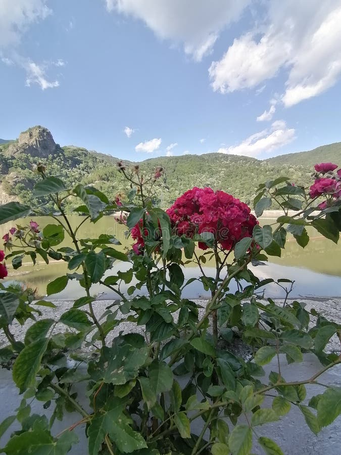 Mountain Landscape View through the Roses Stock Image - Image of ...