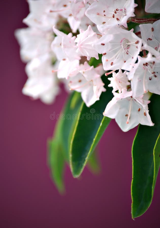 Mountain Laurel stock photo. Image of pretty, pennsylvania - 815886