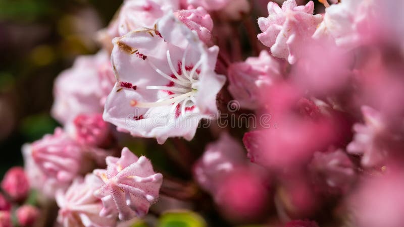 Mountain Laurel Blooming in the Appalachian Spring Stock Photo - Image ...