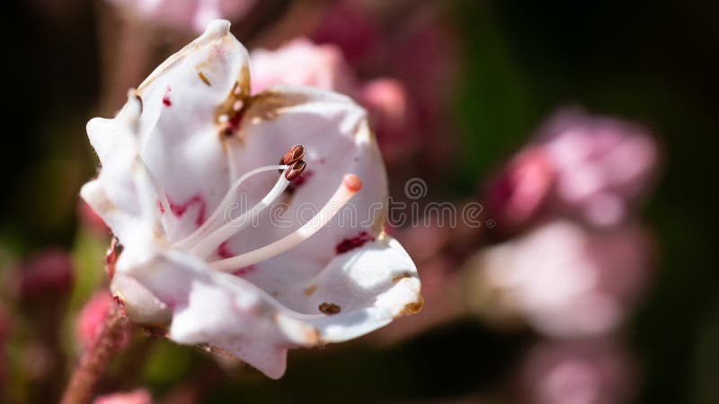 Mountain Laurel Blooming in the Appalachian Spring Stock Photo - Image ...