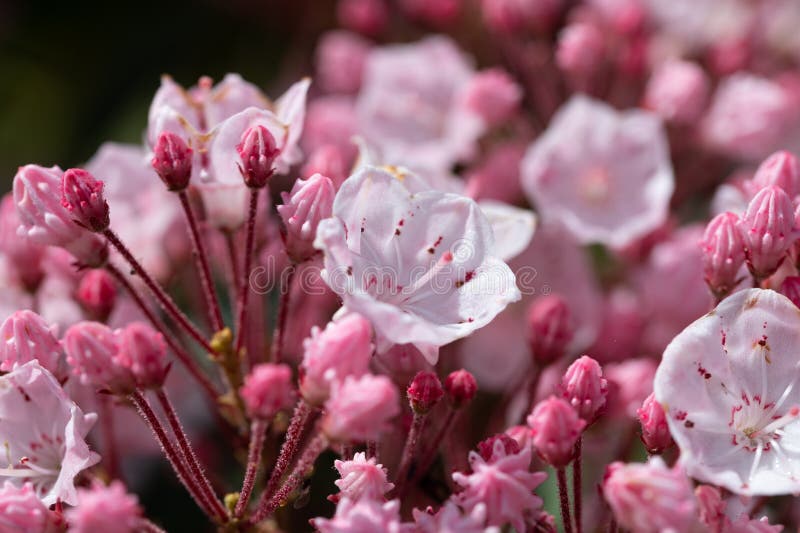 Mountain Laurel Blooming in the Appalachian Spring Stock Photo - Image ...