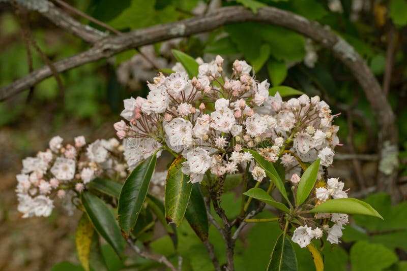 Mountain Laurel in the Blue Ridge Mountains Stock Image - Image of ...