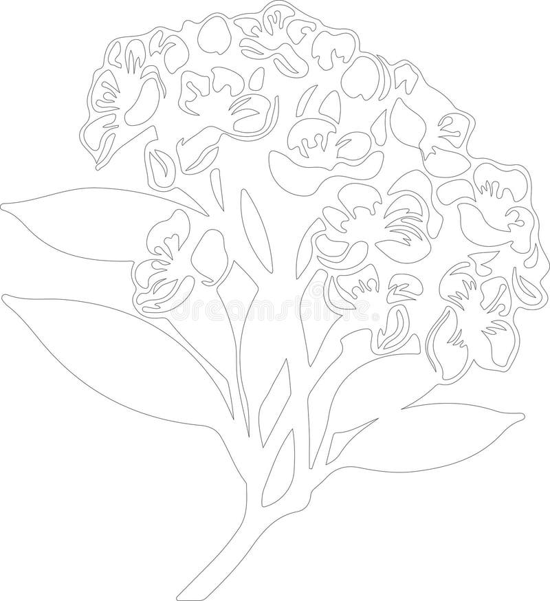 Mountain Laurel Stock Illustrations – 470 Mountain Laurel Stock ...