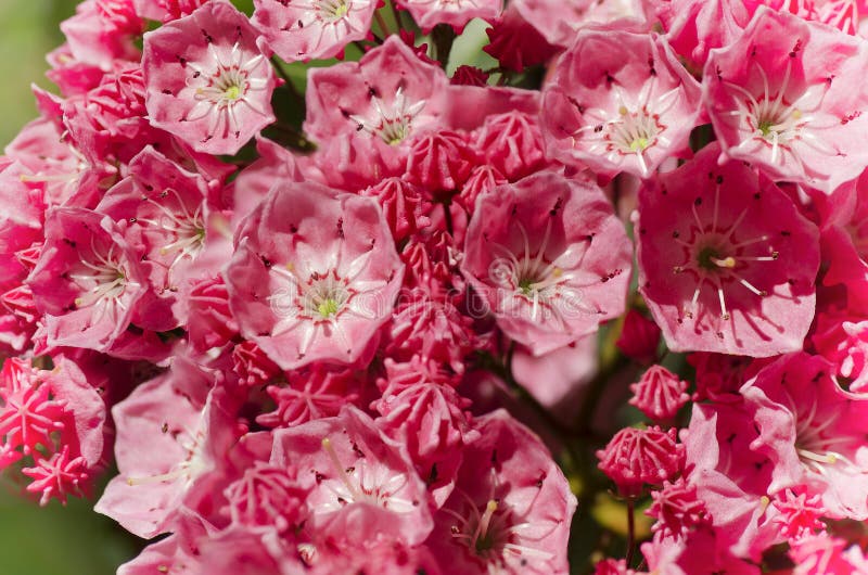 Mountain Laurel stock image. Image of floral, blossom - 37754027