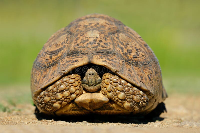 Mountain (leopard) Tortoise, South Africa Stock Photo - Image of ...