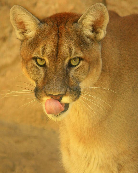 Mountain Lion stock image. Image of lion, sounds, cougar - 11122555