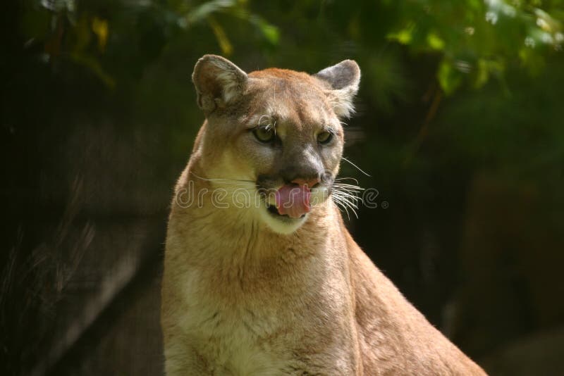 Mountain lion stock photo. Image of american, puma, strength - 1263830