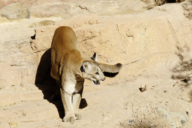 Lion pacing stock image. Image of lionhearted, wild, king - 27547647