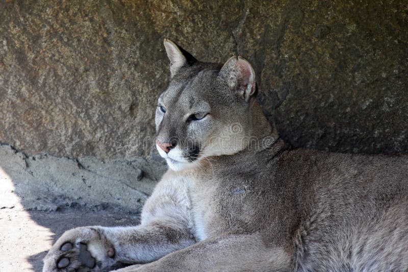 Cougar Hiding Stock Photos - Free & Royalty-Free Stock Photos from ...