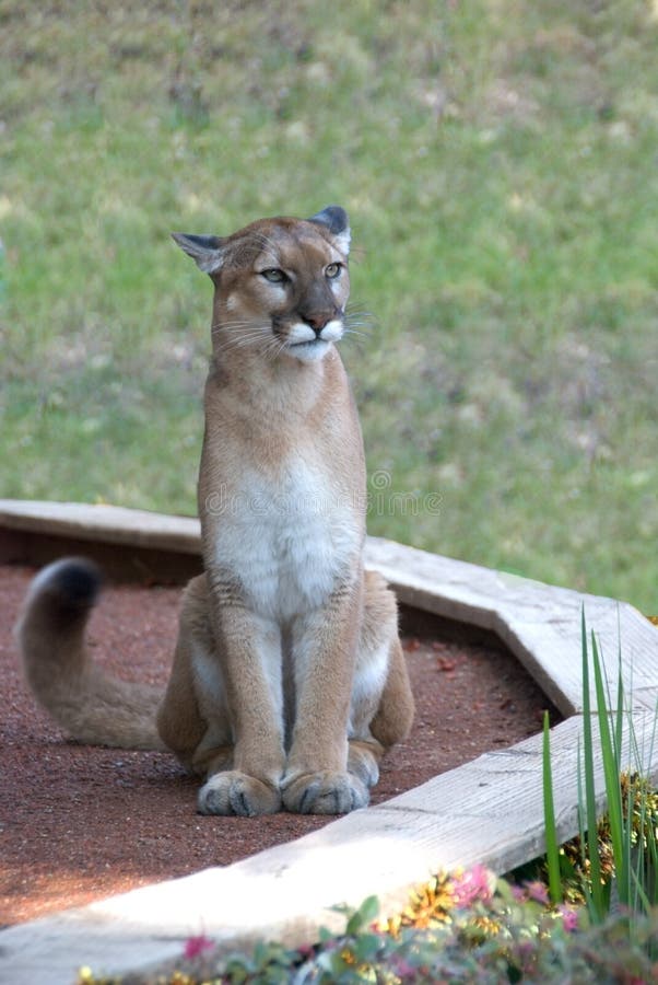 Mountain Lion stock image. Image of carnivore, wildlife - 3822459