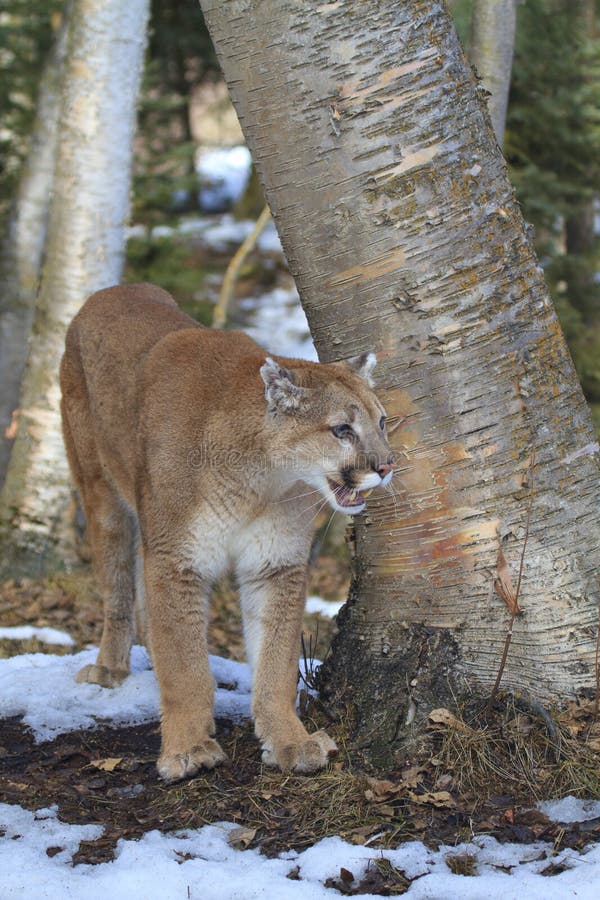Mountain Lion by Aspen Tree Stock Photo - Image of guarding, mikael ...