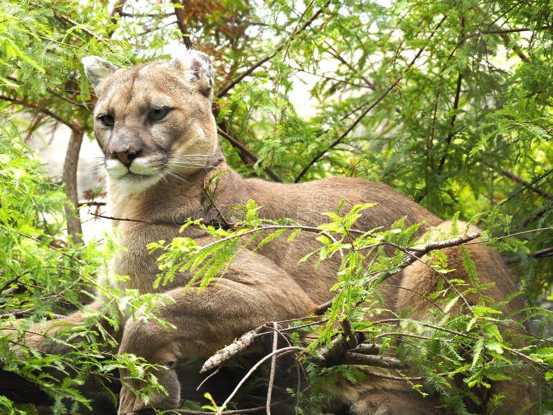 Mountain Lion in a Cedar Tree Stock Image - Image of predator, puma ...