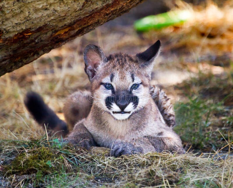 Mountain Lion Cougar Kitten Hiding Stock Photo - Image of america, face ...