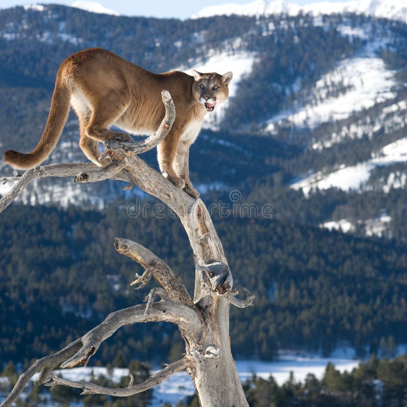 Mountain Lion in dead tree stock image. Image of panther - 12929721