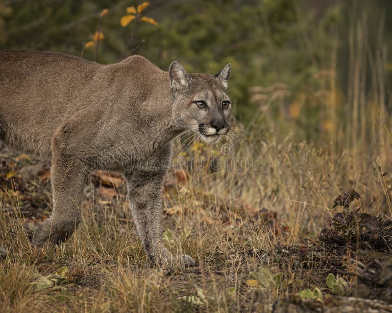 Mountain Lion Adult in Fall Colors in Montana USA Stock Image - Image ...
