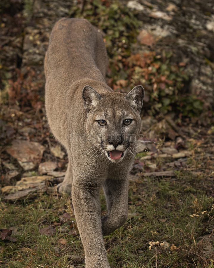 Mountain Lion Adult in Fall Colors in Montana USA Stock Photo - Image ...