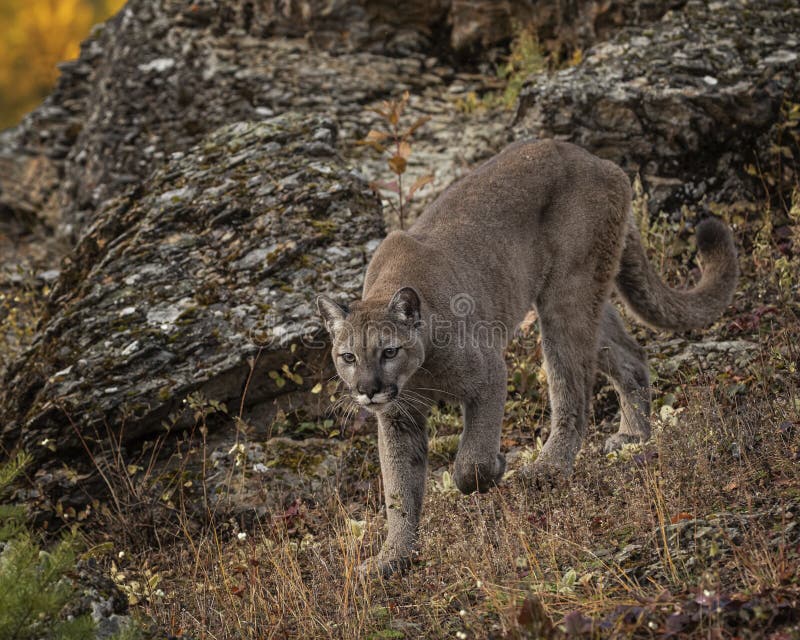 Mountain Lion Adult in Fall Colors in Montana USA Stock Photo - Image ...