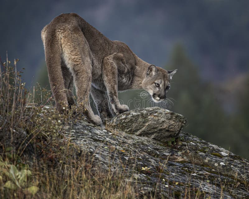 Mountain Lion Adult in Fall Colors in Montana USA Stock Photo - Image ...